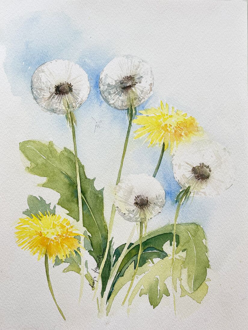 Pusteblume – Löwenzahn – Aquarellbild - Malen am Meer®