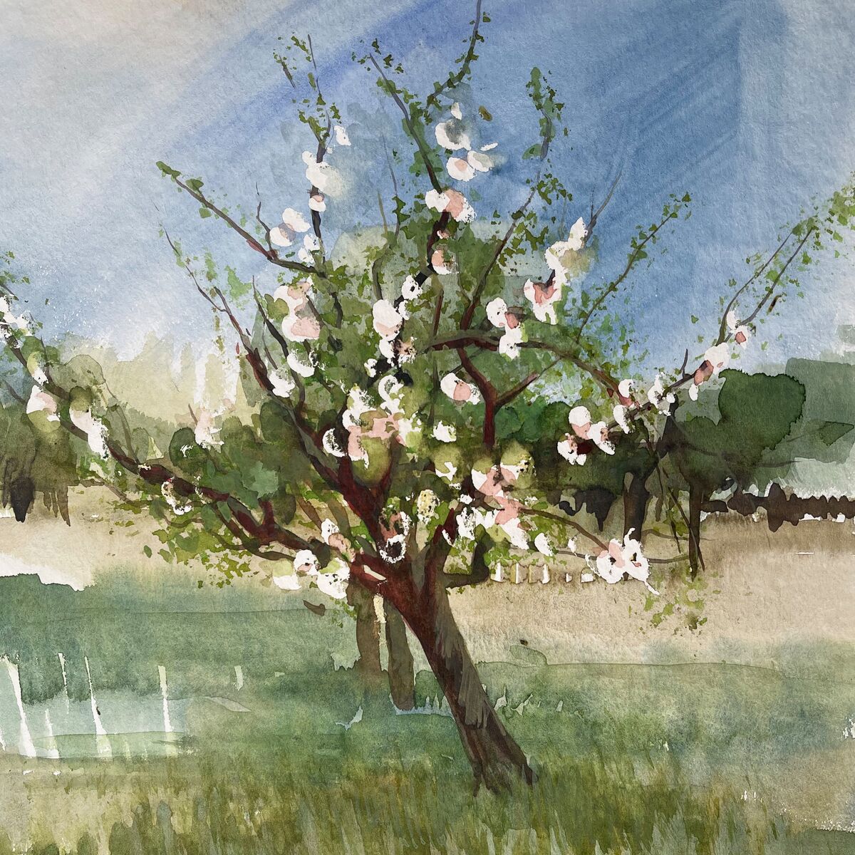 Apfelbaum in Blüte - Malen am Meer®